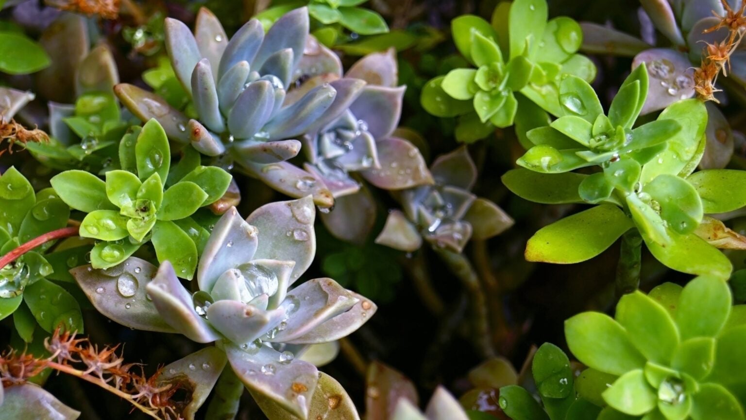 How to Plant, Grow, and Care for Graptosedum