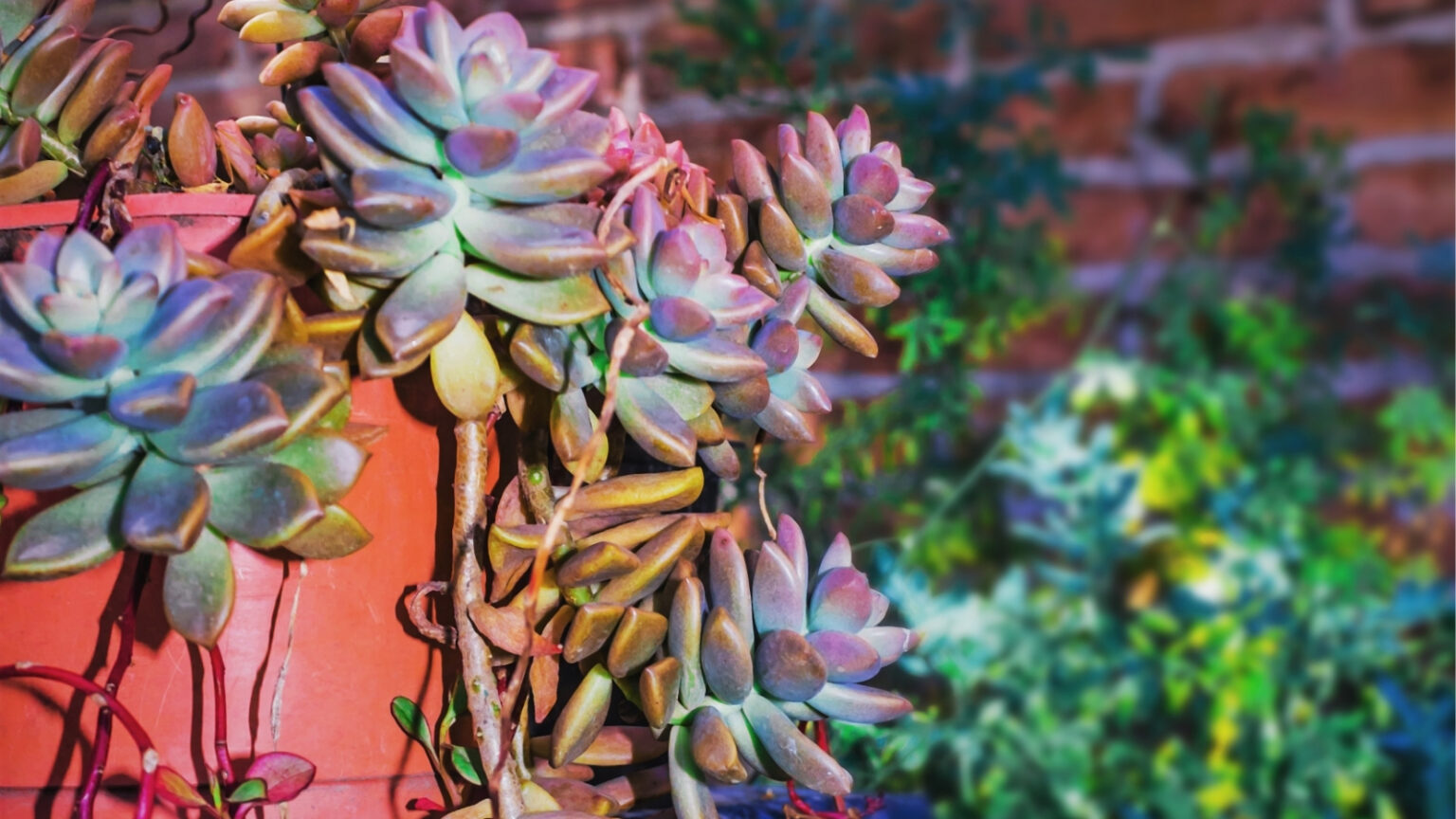 How to Plant, Grow, and Care for Graptosedum