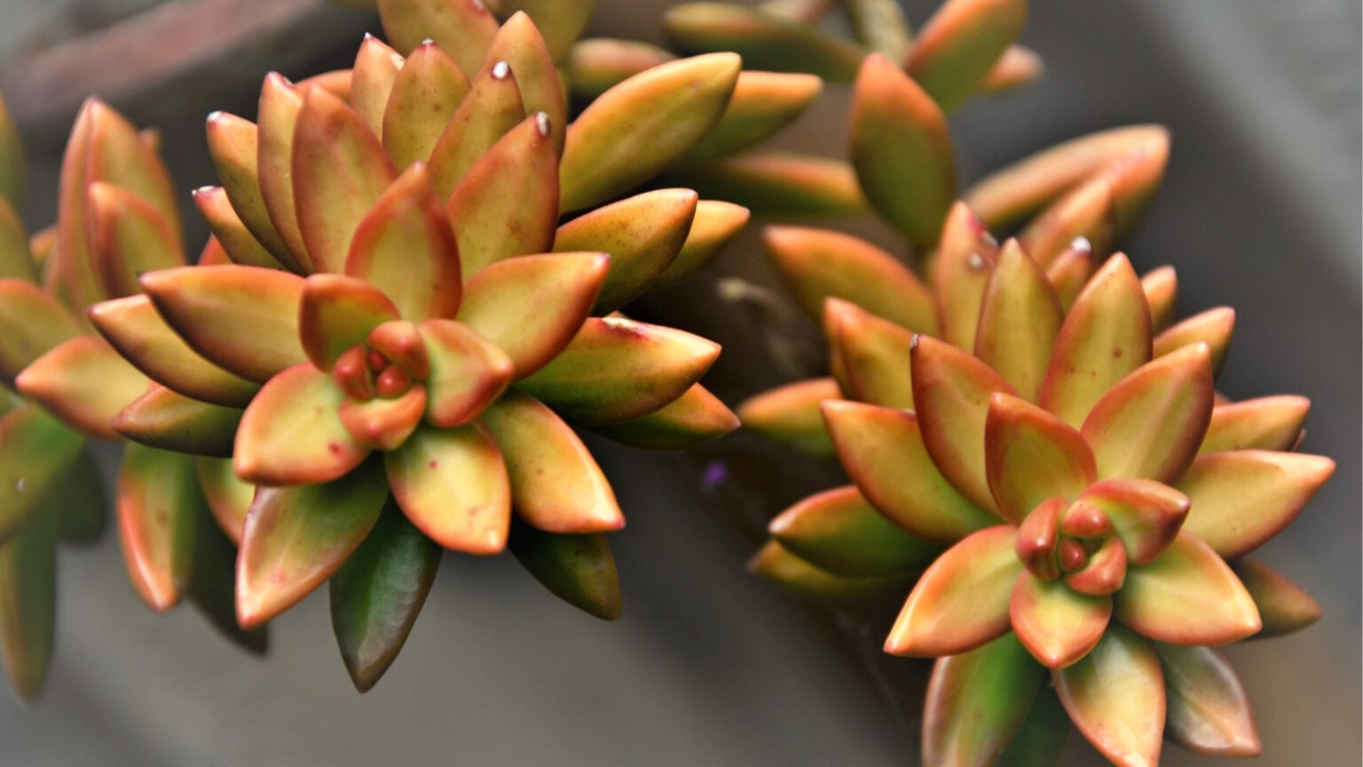 How to Plant, Grow, and Care for Graptosedum