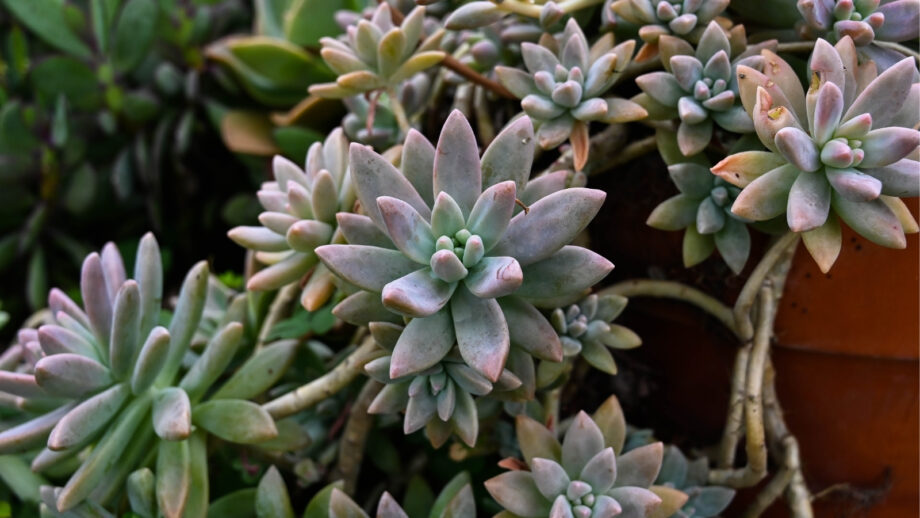 How to Plant, Grow, and Care for Graptosedum