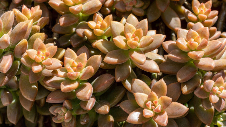 How to Plant, Grow, and Care for Graptosedum