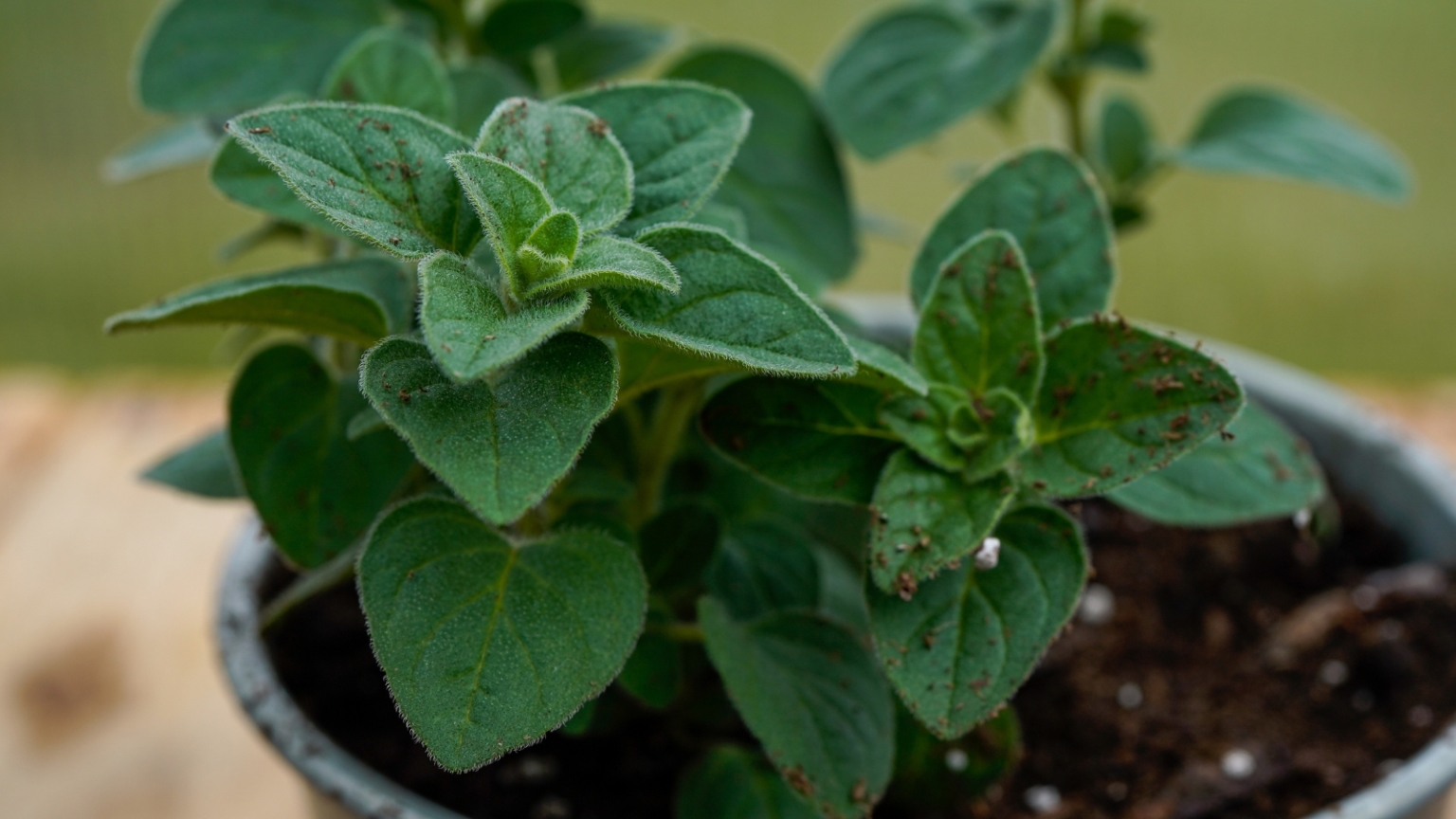 37 Perennial Herbs: Plant Them Once and Harvest Forever