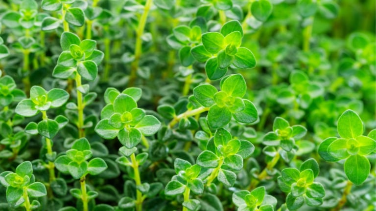 15 Varieties of Thyme For Your Garden