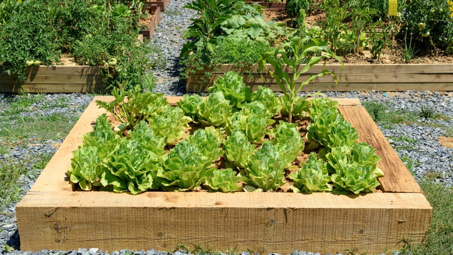 How to Design a Kitchen Garden: French Potager