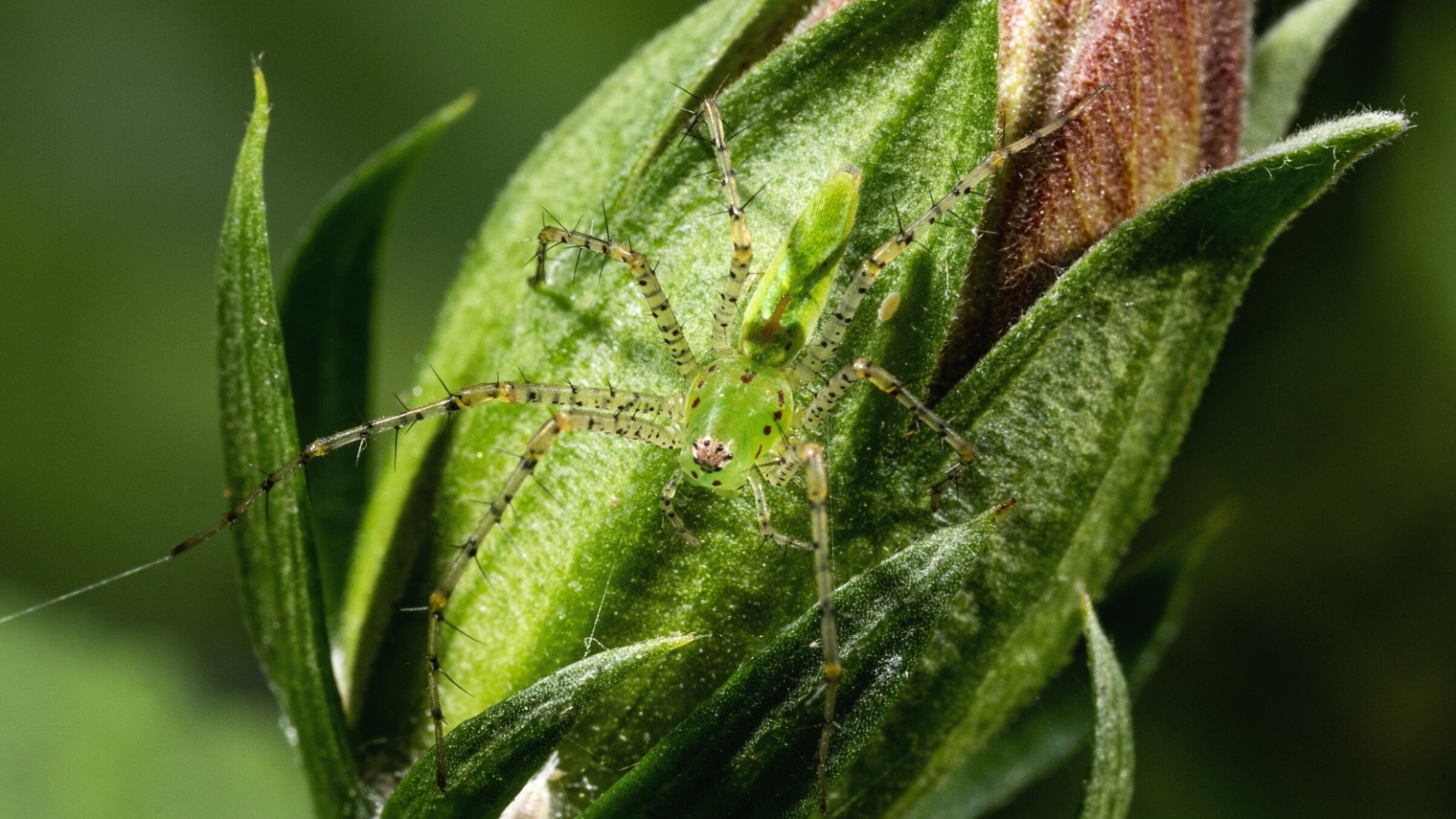 How Do Spiders Benefit the Garden?