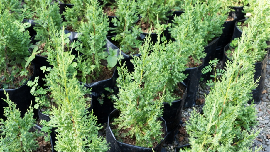 How to Plant, Grow, and Care For Arborvitae