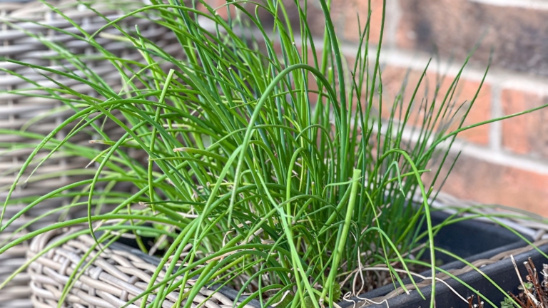 37 Perennial Herbs: Plant Them Once and Harvest Forever