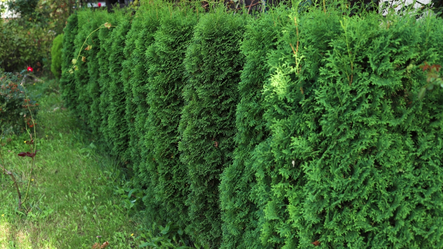 How to Plant, Grow, and Care For Arborvitae