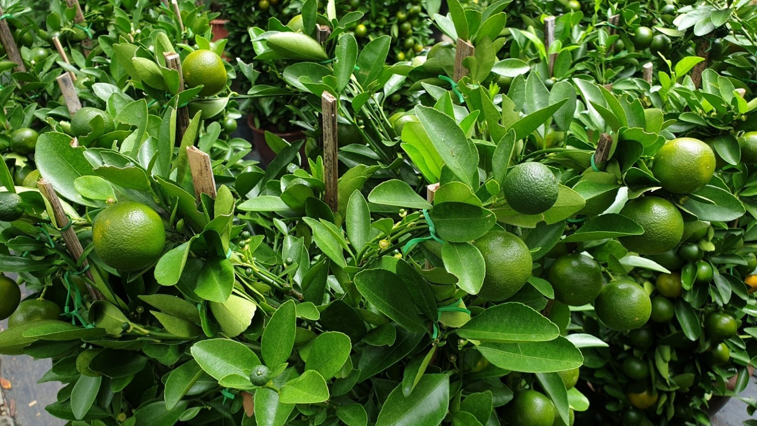 How to Plant, Grow, and Care for Dwarf Lime Trees