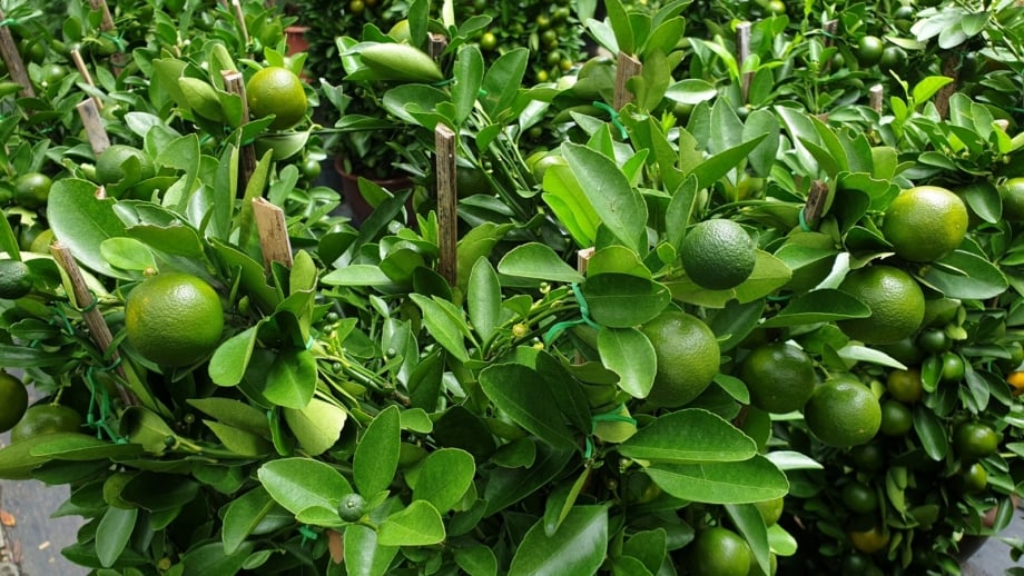 How to Plant, Grow, and Care for Dwarf Lime Trees