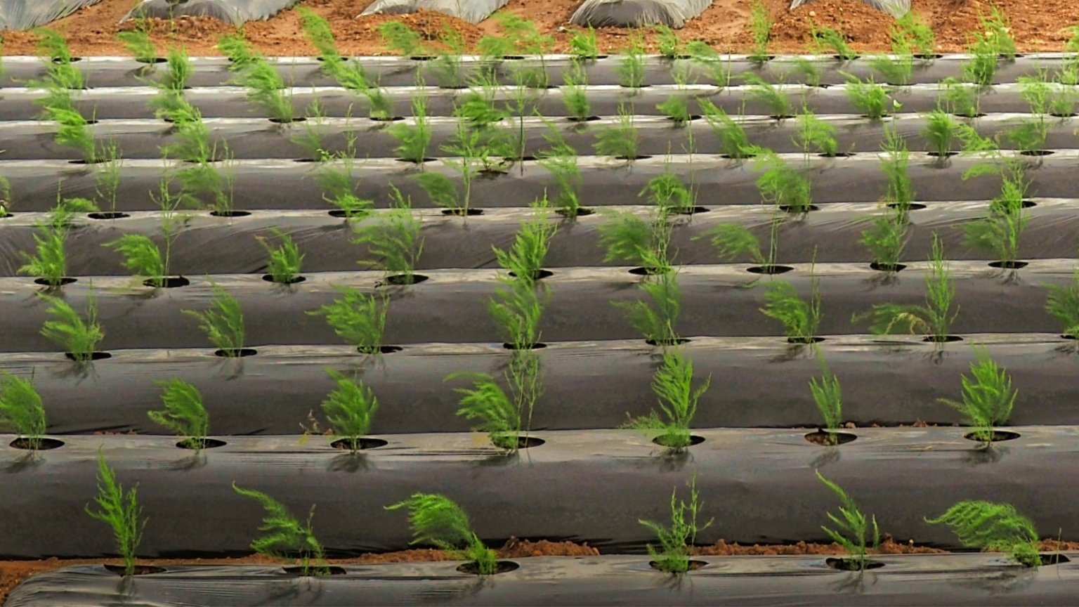 How To Spread Mulch The Right Way