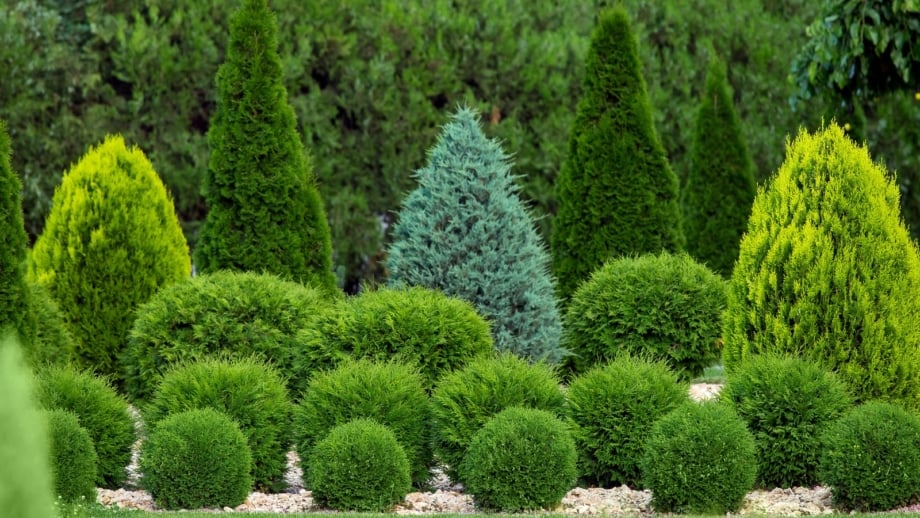 19 Arborvitae Types for Home Landscapes