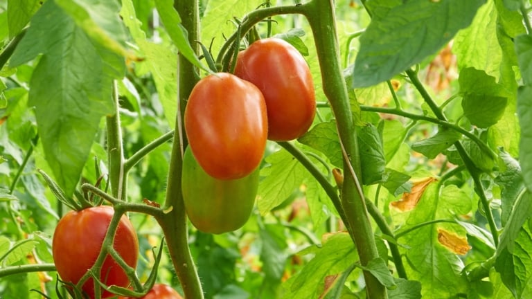 21 Best Heirloom Tomato Varieties For Your Garden
