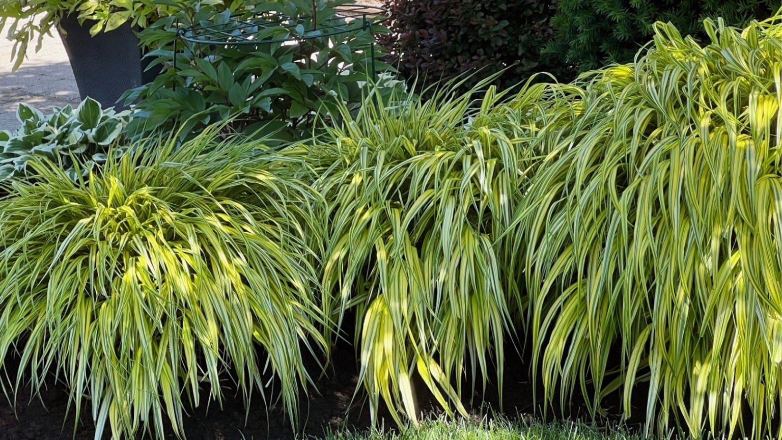 9 Best Varieties of Japanese Forest Grass