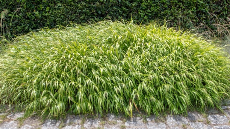 9 Best Varieties of Japanese Forest Grass
