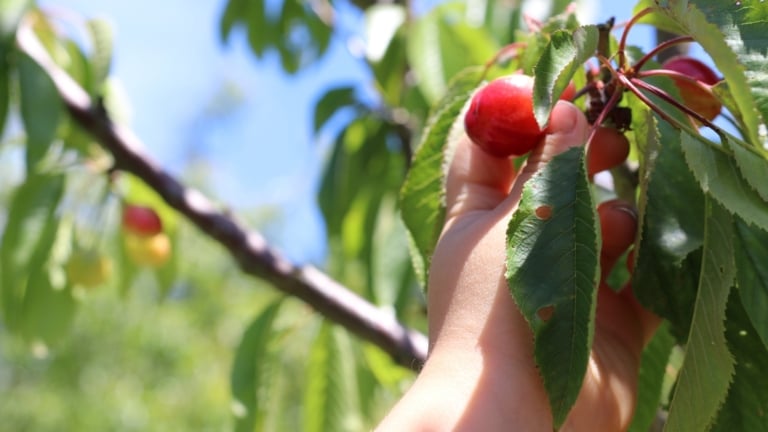 How and When to Pick Cherries