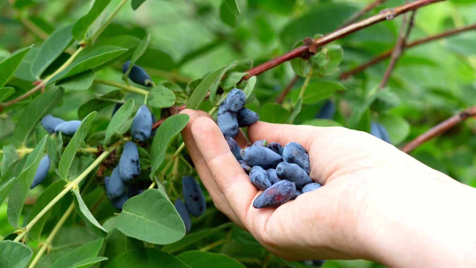 How to Plant, Grow, and Care for Honeyberry Shrubs