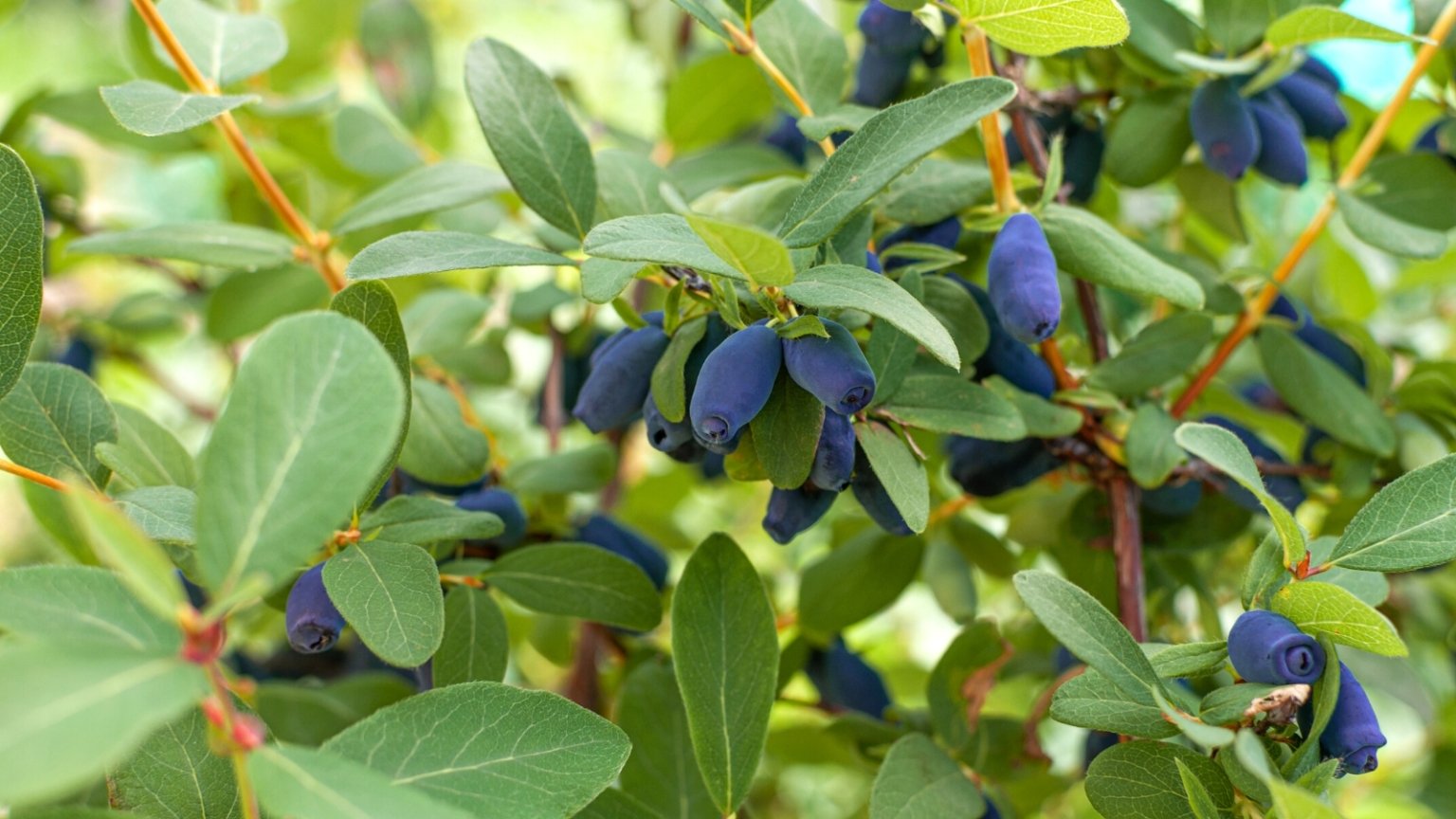 How to Plant, Grow, and Care for Honeyberry Shrubs
