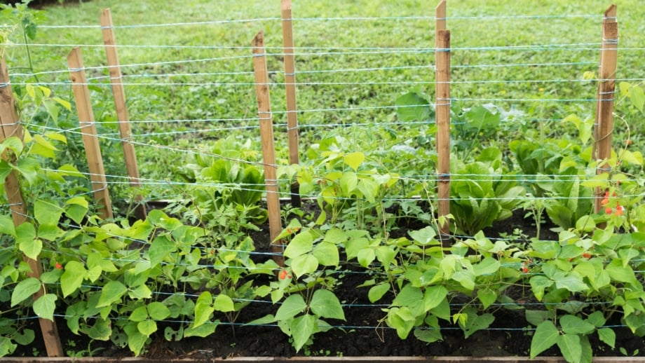 How to Plant, Grow, and Care For Scarlet Runner Beans