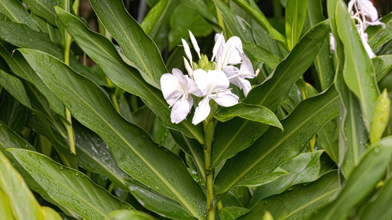 9 Tropical Plants With White Flowers