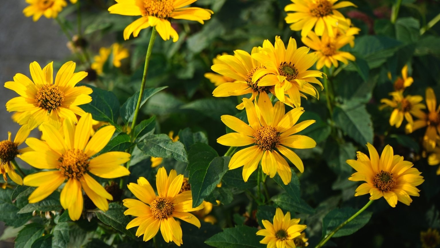 21 Native Wildflowers for Tennessee Gardens