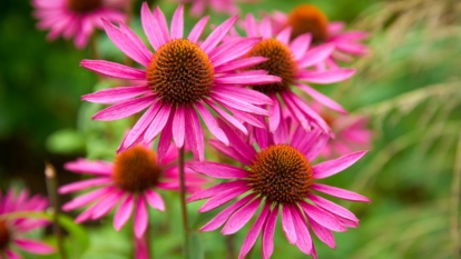 21 Native Wildflowers For Florida Gardens