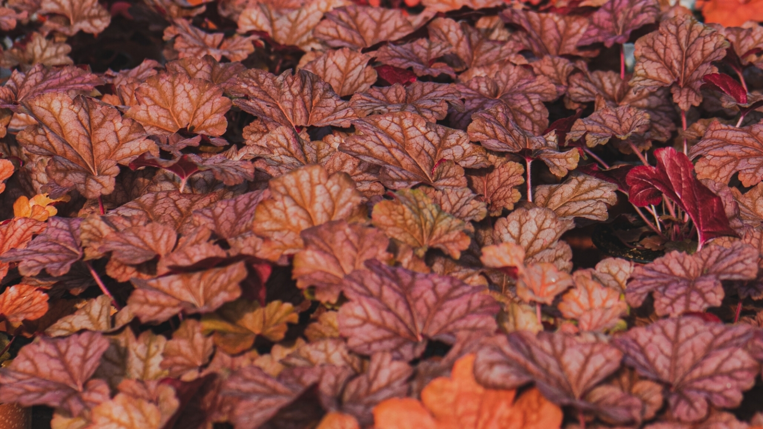 10 Garden Designs for Different Color Schemes