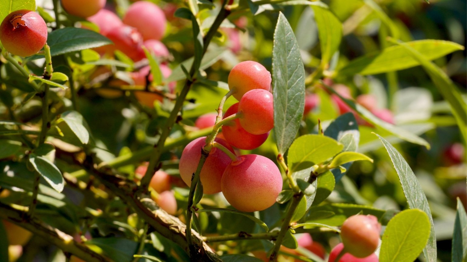 How to Plant, Grow, and Care for 'Pink Lemonade' Blueberries