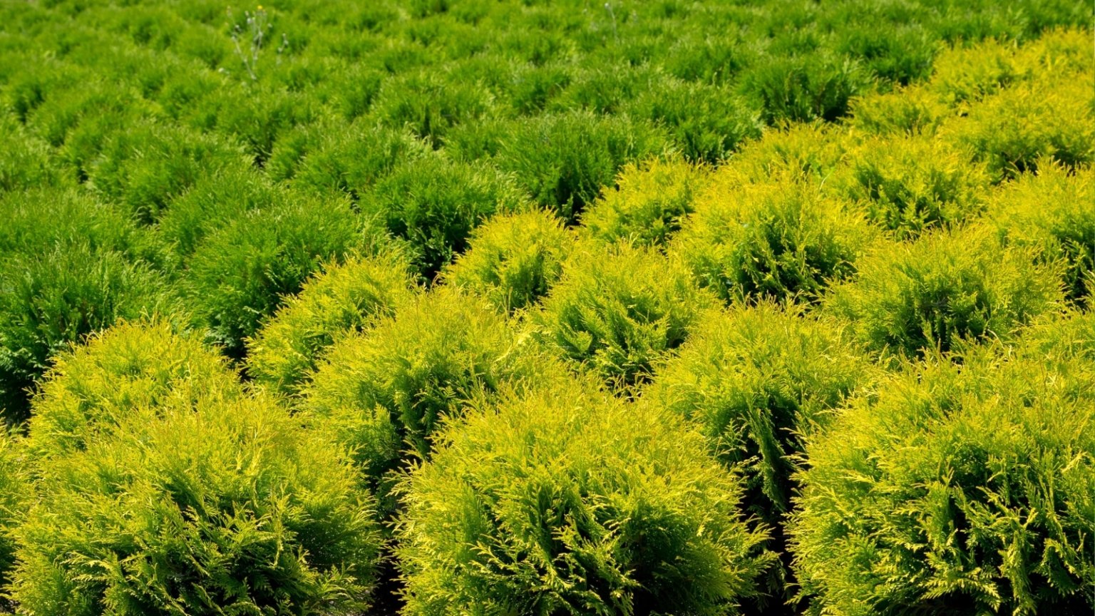 19 Arborvitae Types for Home Landscapes