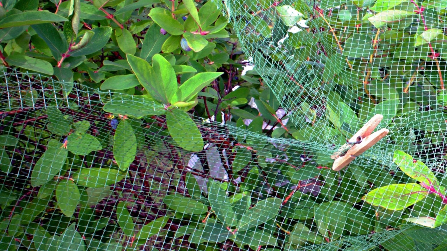 How to Plant, Grow, and Care for Honeyberry Shrubs