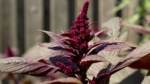 21 Garden Plants to Use as Natural Dyes