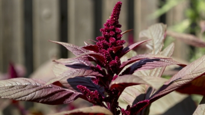 21 Garden Plants to Use as Natural Dyes