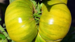 21 Best Heirloom Tomato Varieties For Your Garden