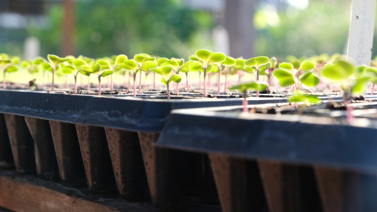 3 Seed-Starting Methods Compared: Which Technique is Best for You?