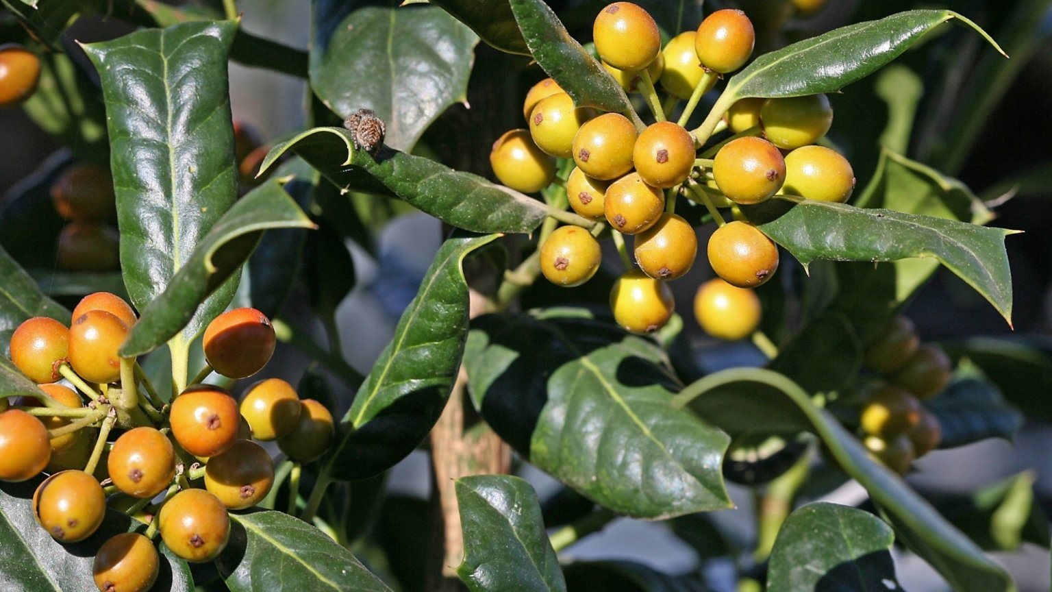 How to Plant, Grow, and Care for 'Nellie Stevens' Holly