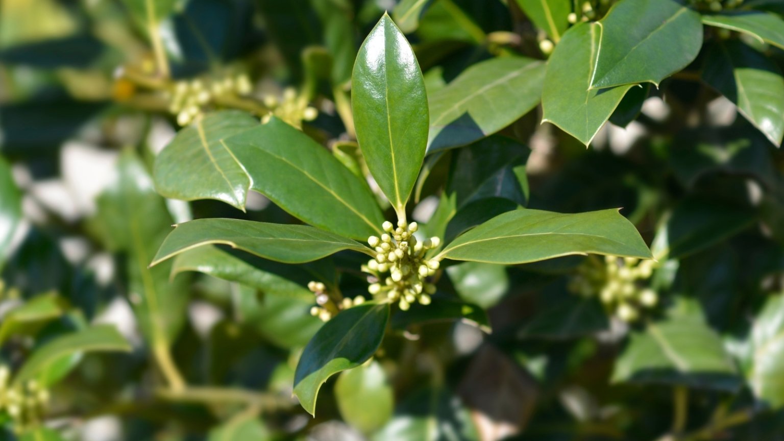 How to Plant, Grow, and Care for 'Nellie Stevens' Holly