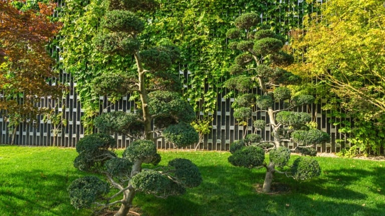 29 Plants Perfect for Making Topiary