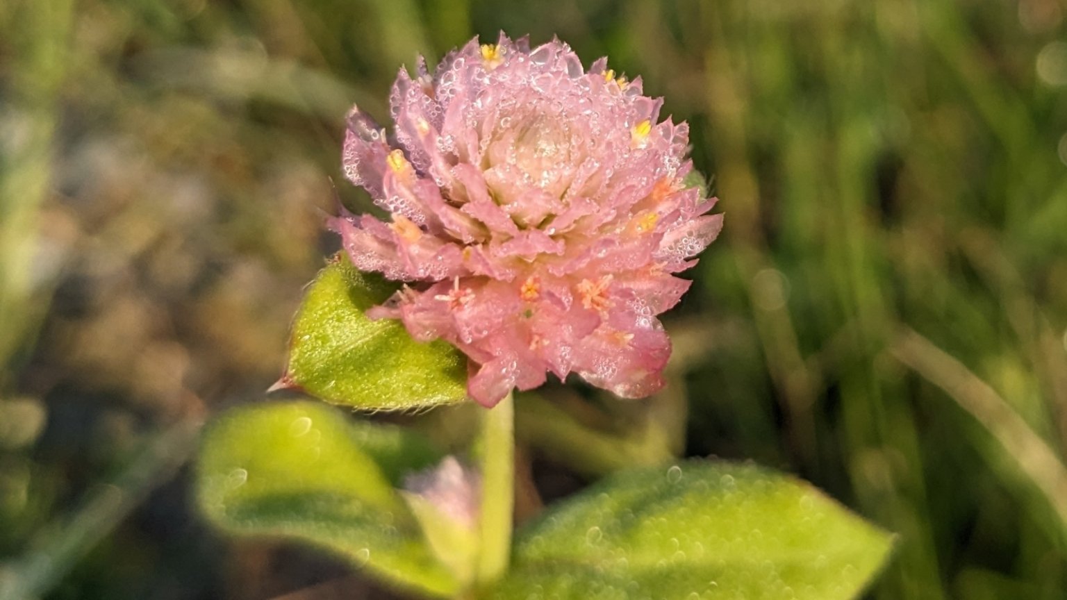 19 Beautiful Varieties of Gomphrena: Globe Amaranth