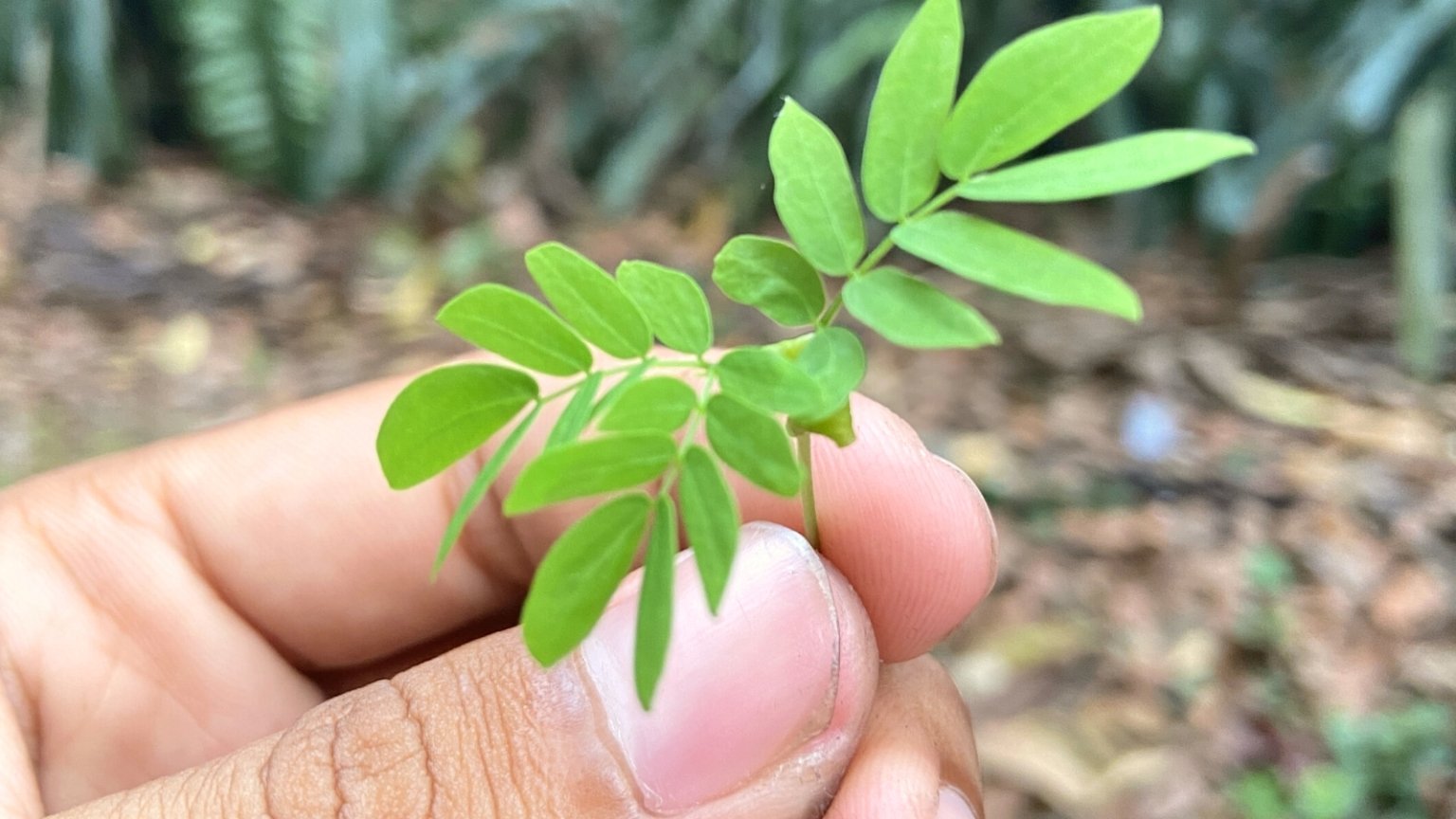 How to Plant, Grow, and Care for Indigo: The Plant World's Natural Blue Dye