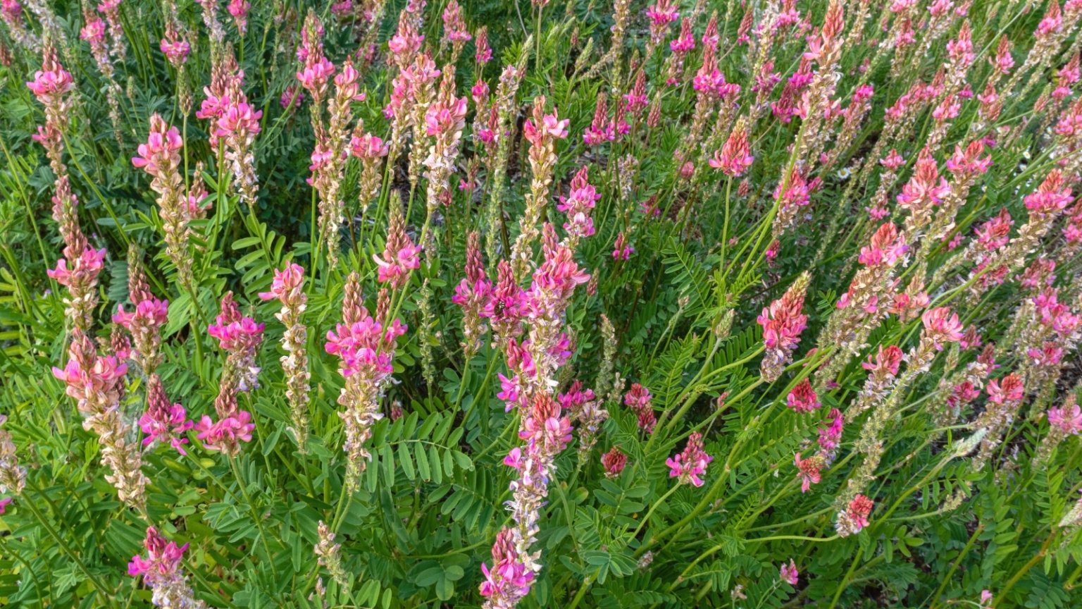 How to Plant, Grow, and Care for Indigo: The Plant World's Natural Blue Dye