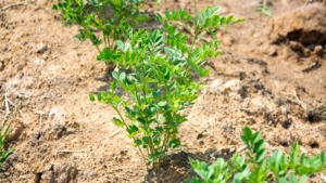 How to Plant, Grow, and Care for Indigo: The Plant World's Natural Blue Dye