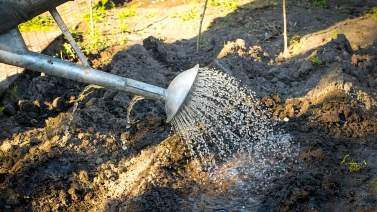 7 Steps to Improve Hard Soil, Fast