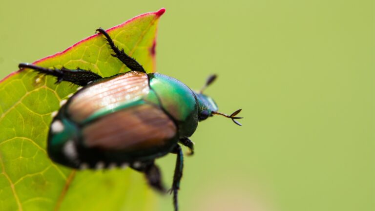 How to Identify and Control Japanese Beetles