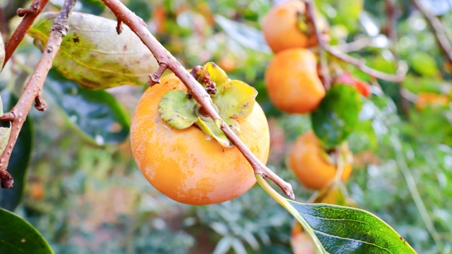 How to Plant, Grow, and Care For 'Fuyu' Persimmon