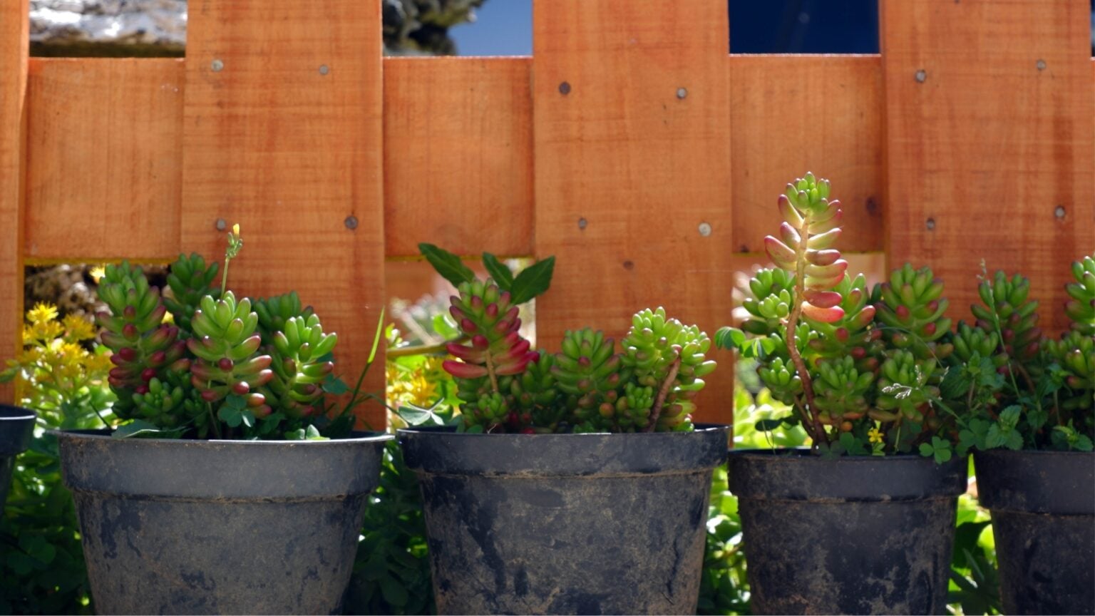 How to Plant, Grow, and Care for Jelly Bean Plant