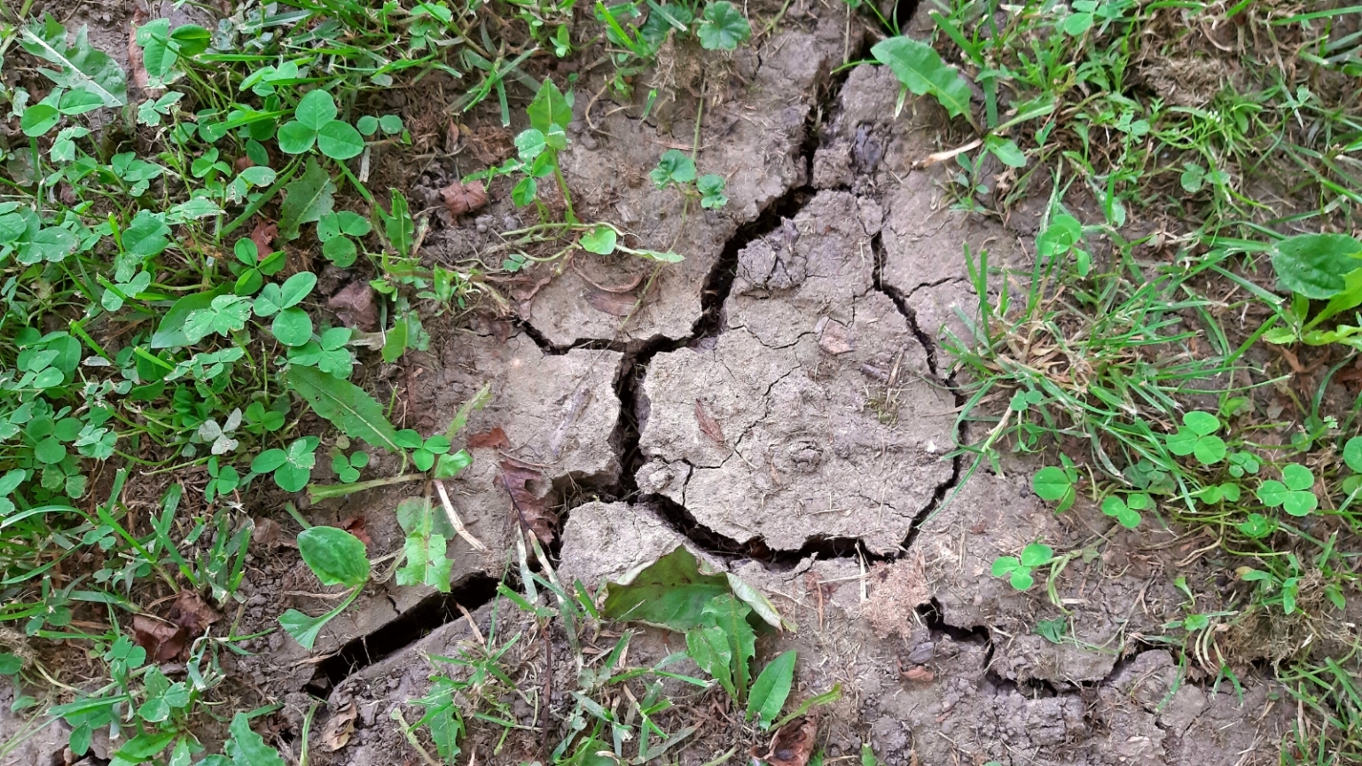 7 Steps to Improve Hard Soil, Fast