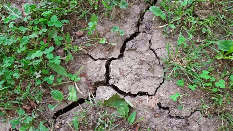 7 Steps to Improve Hard Soil, Fast