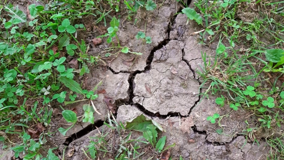 7 Steps to Improve Hard Soil, Fast