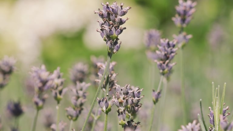 How to Plant, Grow, and Care for Munstead Lavender