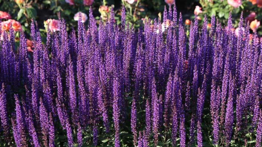 How to Plant, Grow, and Care for Munstead Lavender